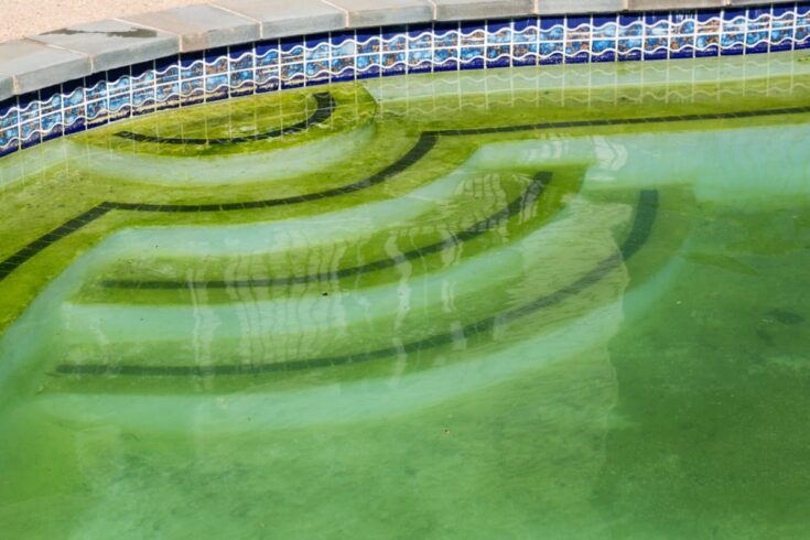 Swimming in Pools with Algae: Risks You Need to Know